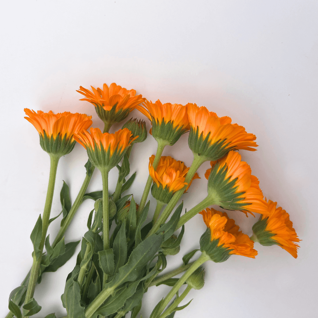 Resina Calendula Organic Seeds – Hudson Valley Seed Company
