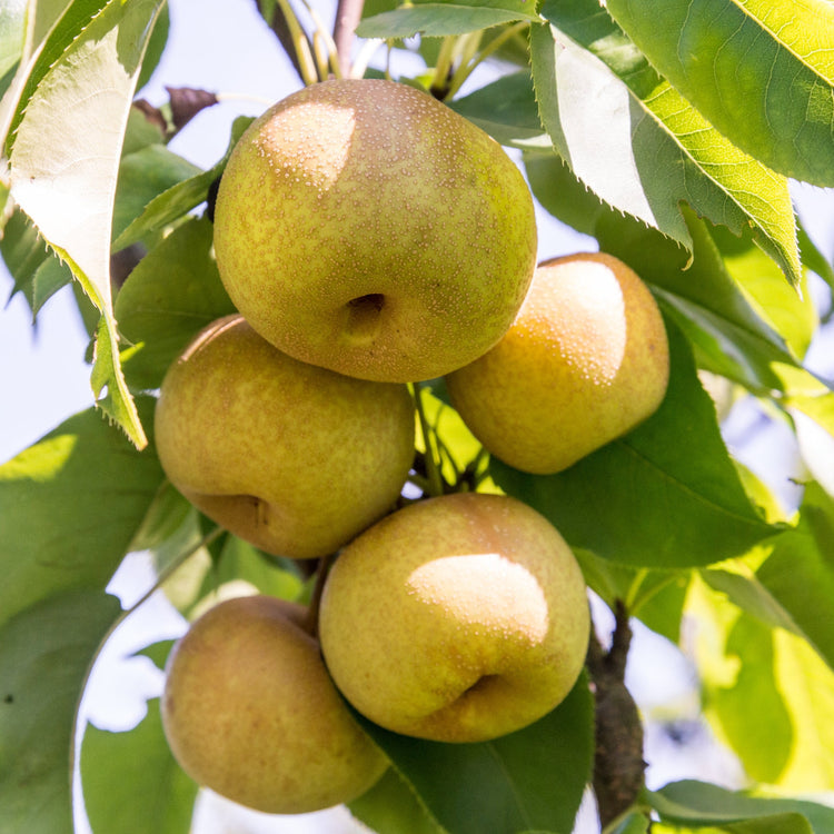 Hosui Asian Pear Tree – Hudson Valley Seed Company