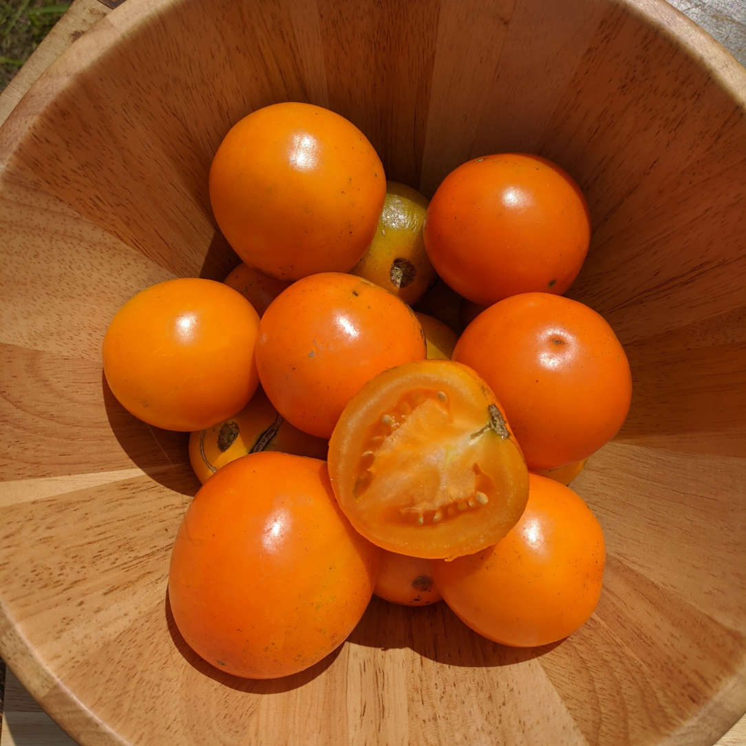 Solar Gold Tomato Organic Seeds – Hudson Valley Seed Company