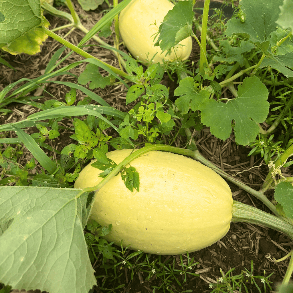 Spaghetti Squash – Hudson Valley Seed Company