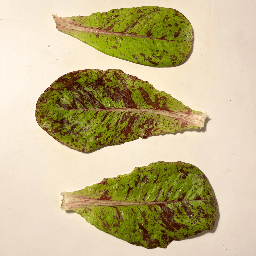 Spotted Trout Lettuce Organic Seeds – Hudson Valley Seed Company