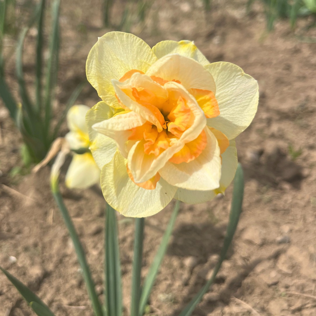 Narcissus 'Sweet Ocean' – Hudson Valley Seed Company