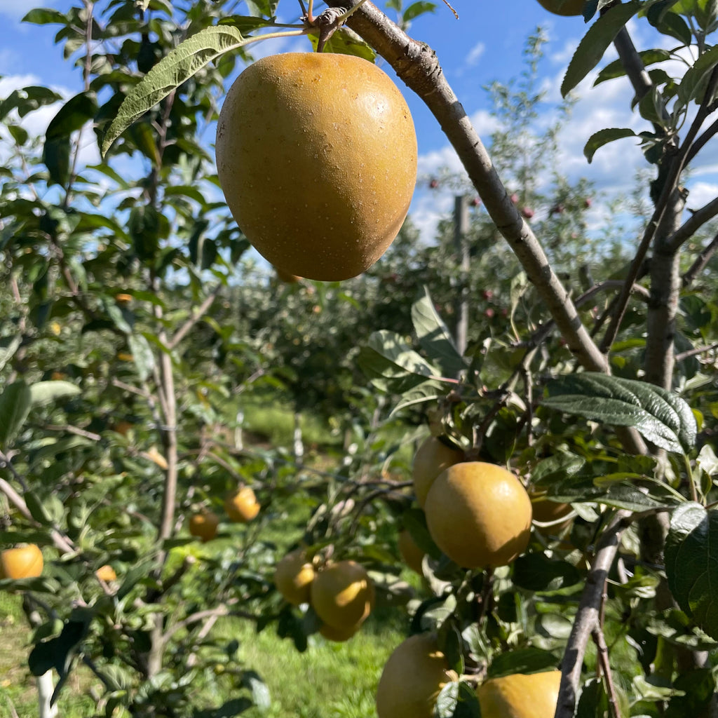 Hudson's Golden Gem Apple Tree Organic – Hudson Valley Seed Company
