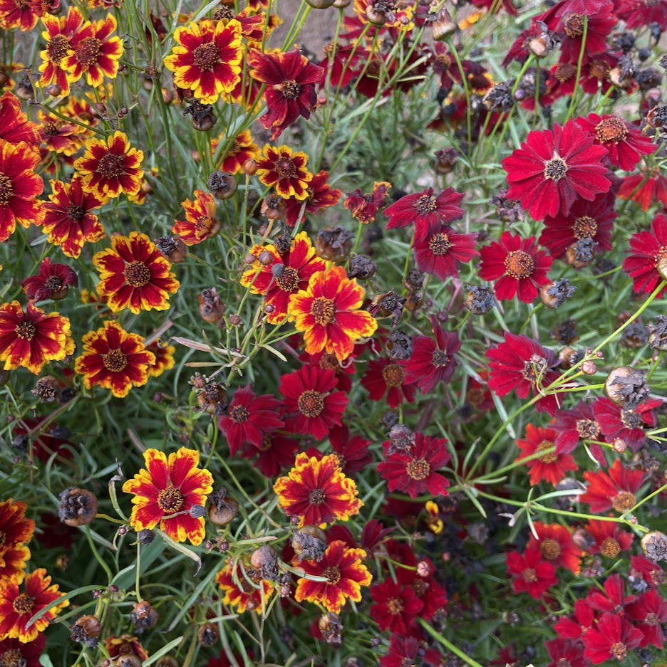 Dyer's Coreopsis Seeds – Hudson Valley Seed Company