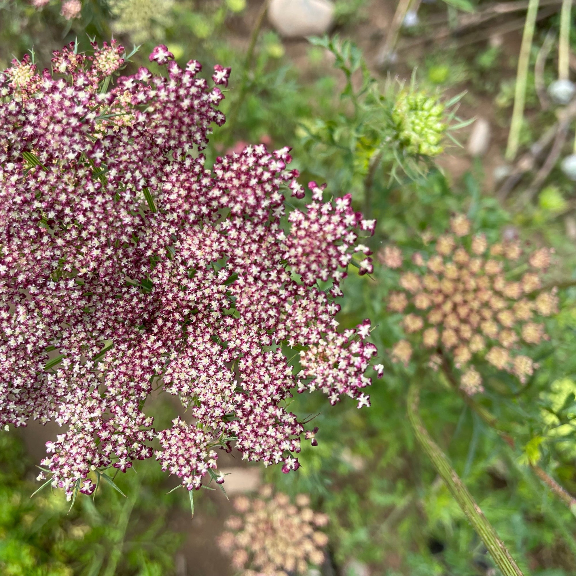 Dara Daucus Organic Seeds – Hudson Valley Seed Company