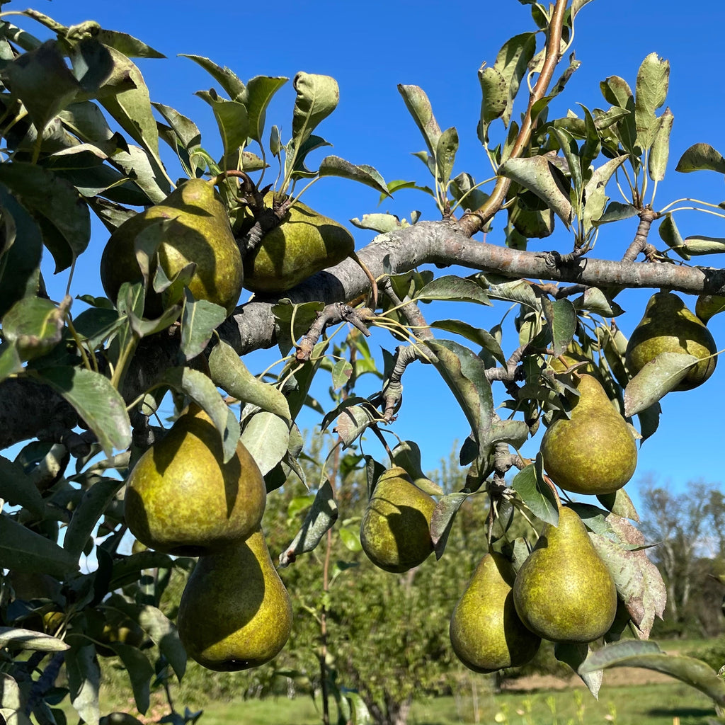 Harrow Sweet Pear Tree Organic – Hudson Valley Seed Company