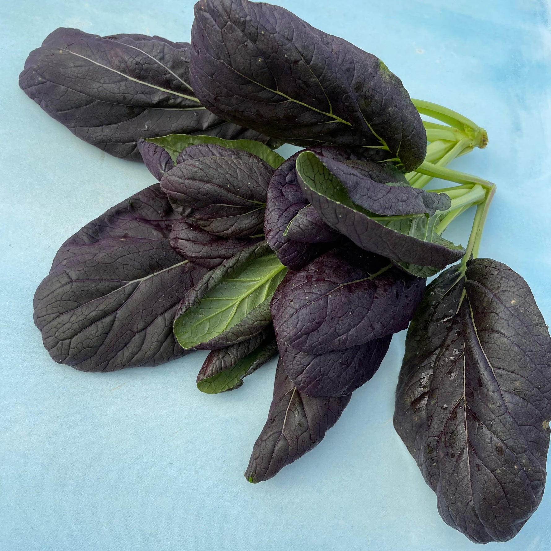 Scarlet Red Tatsoi Organic Seeds – Hudson Valley Seed Company