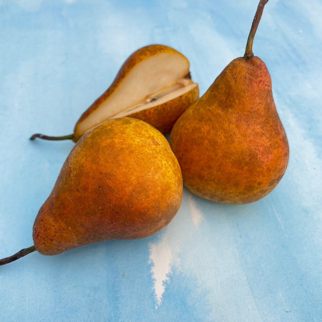 Harrow Sweet Pear Tree Organic – Hudson Valley Seed Company