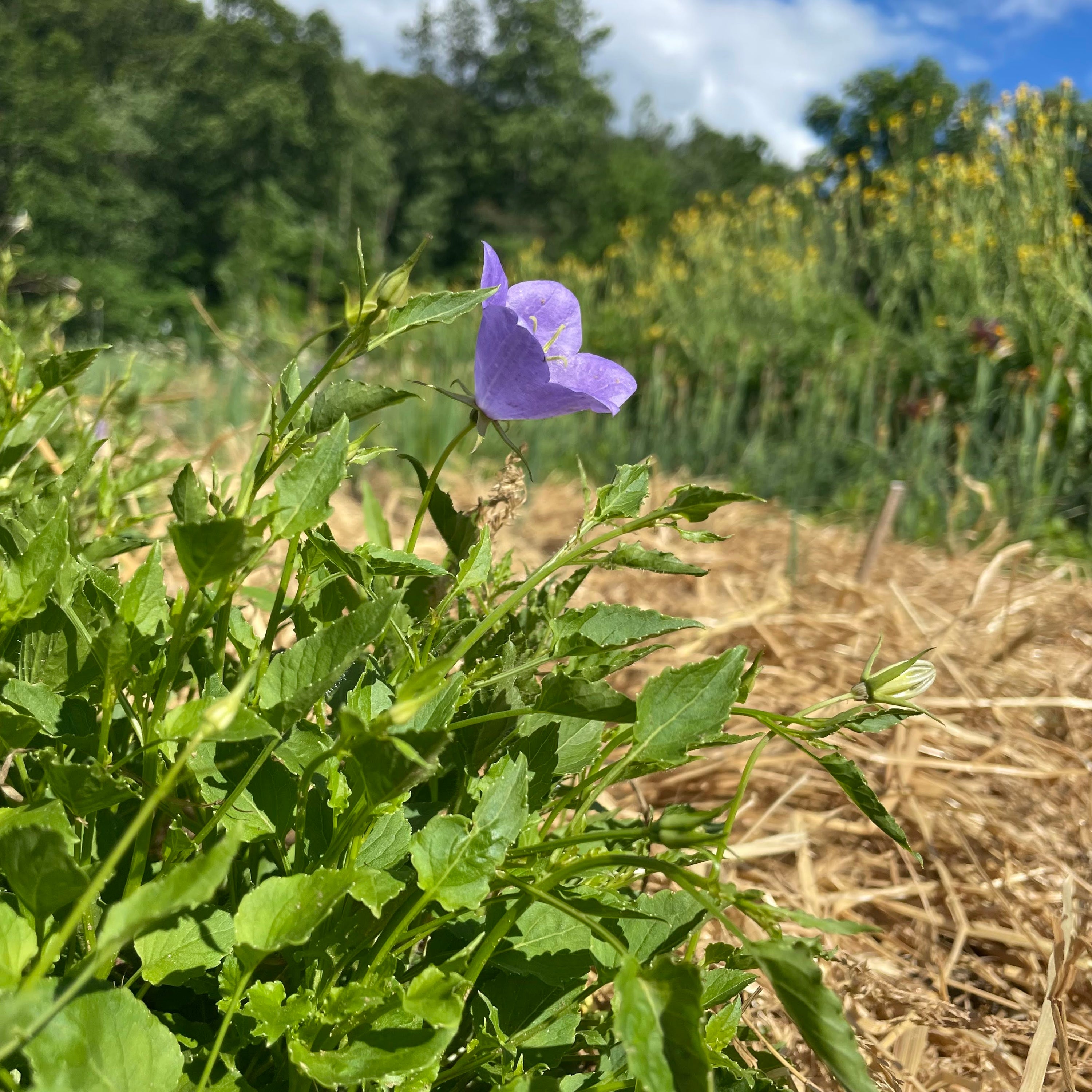 Tussock Bellflower – Hudson Valley Seed Company