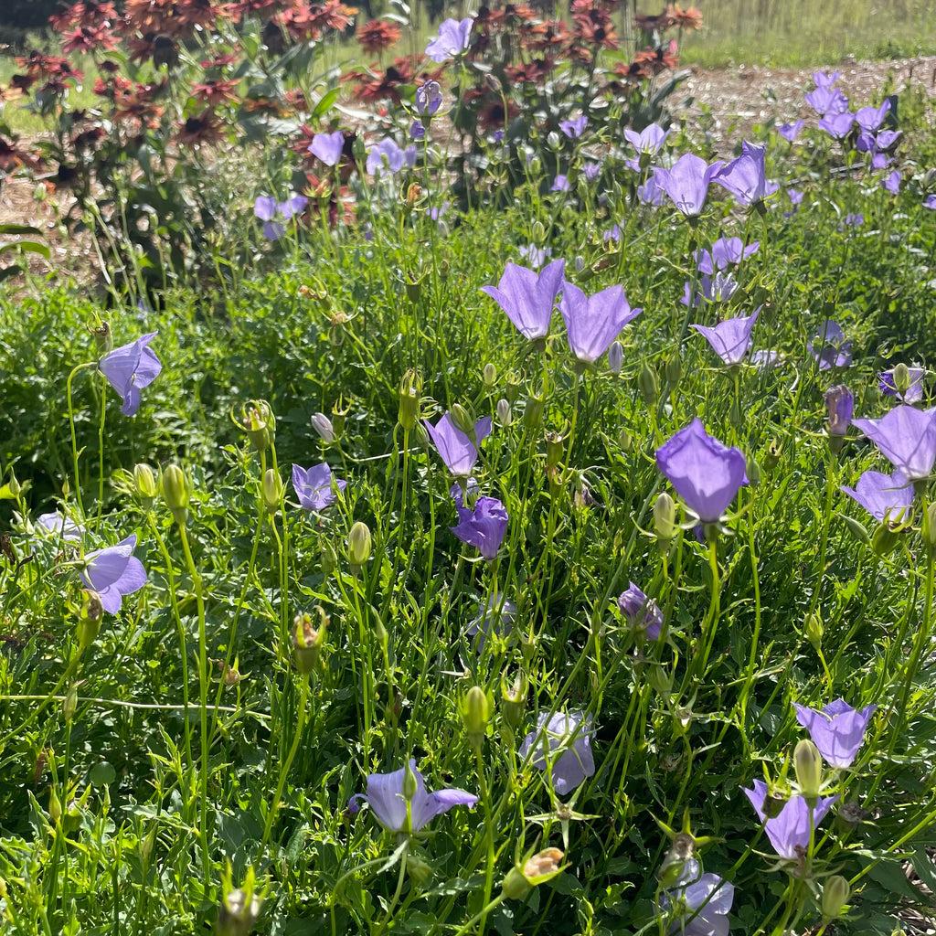 Tussock Bellflower – Hudson Valley Seed Company