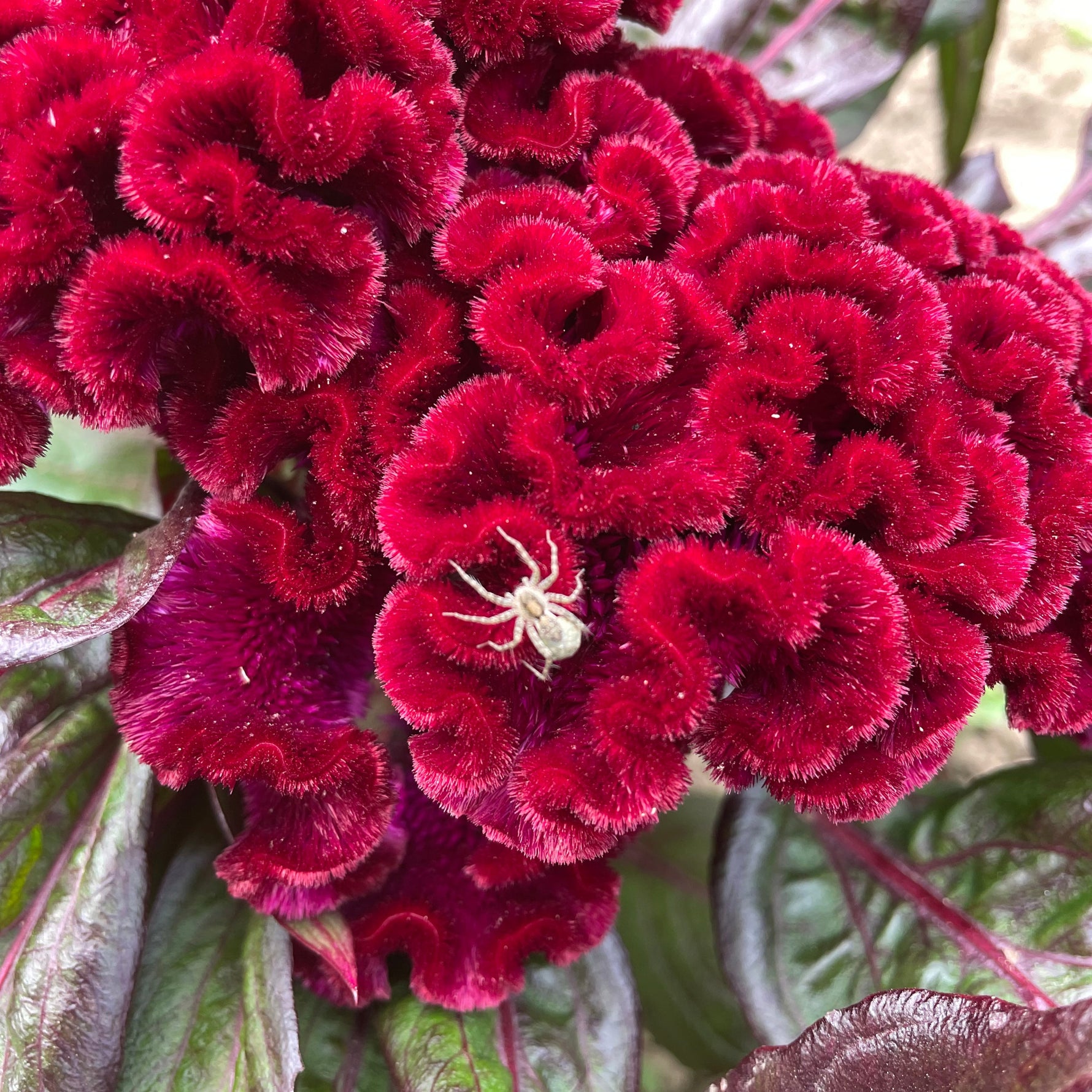Goth Garden Flower Mix Seeds – Hudson Valley Seed Company