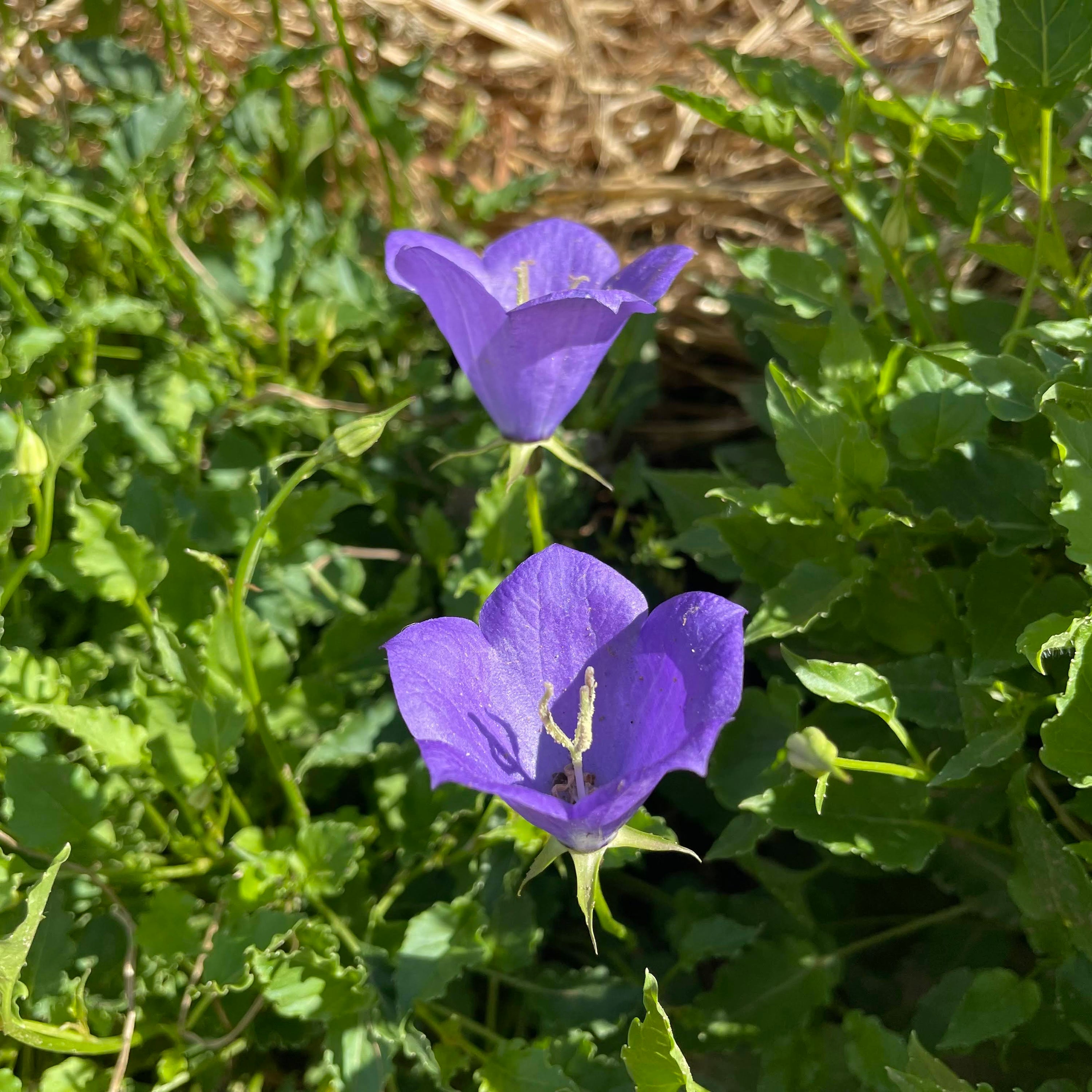 Tussock Bellflower – Hudson Valley Seed Company