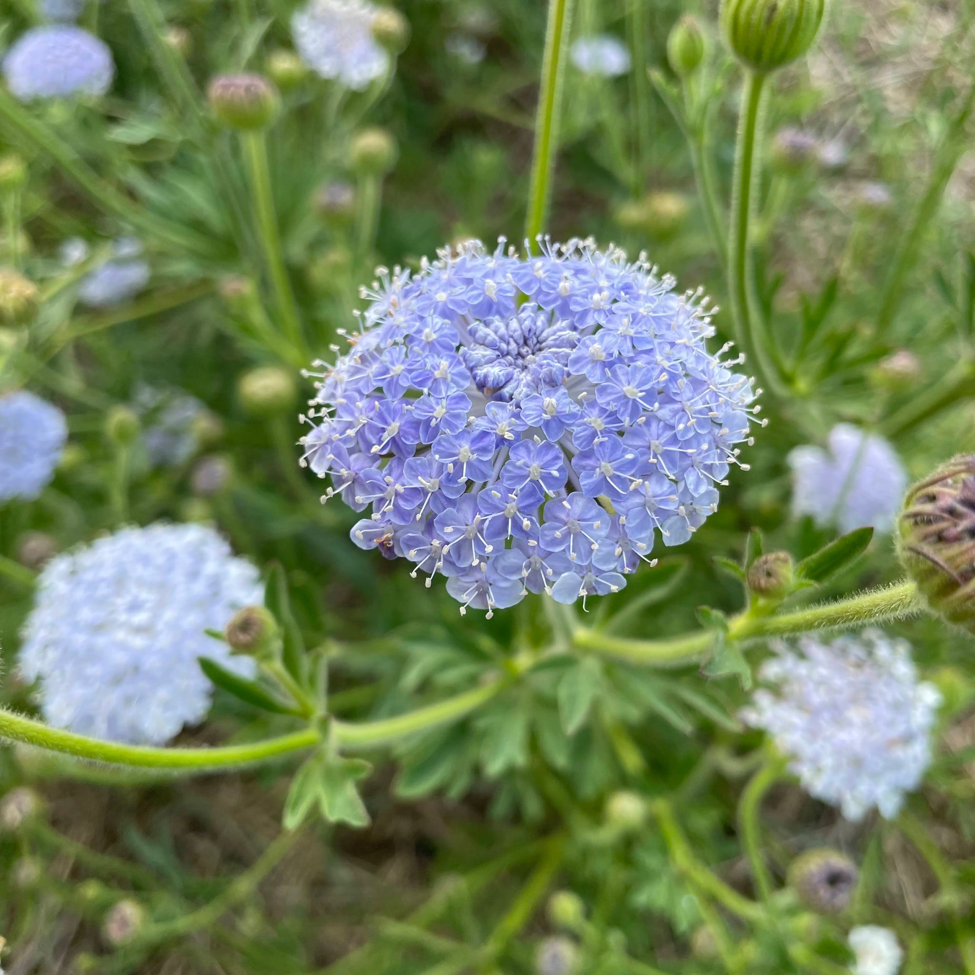 Didiscus Lace Flower Mix – Hudson Valley Seed Company