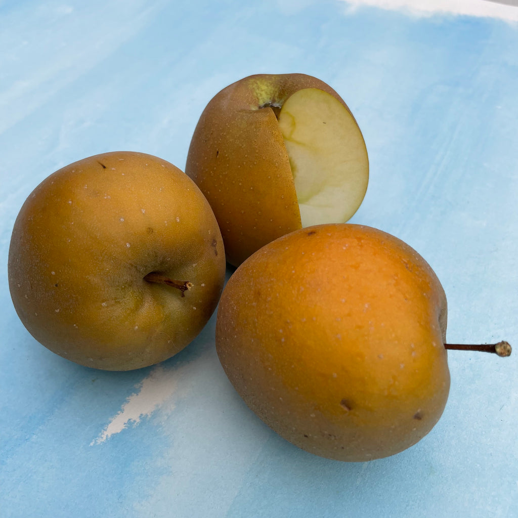 Hudson's Golden Gem Apple Tree Organic – Hudson Valley Seed Company