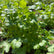 Caribe Cilantro Organic Seeds – Hudson Valley Seed Company