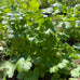 Caribe Cilantro Organic Seeds – Hudson Valley Seed Company