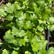 Caribe Cilantro Organic Seeds – Hudson Valley Seed Company
