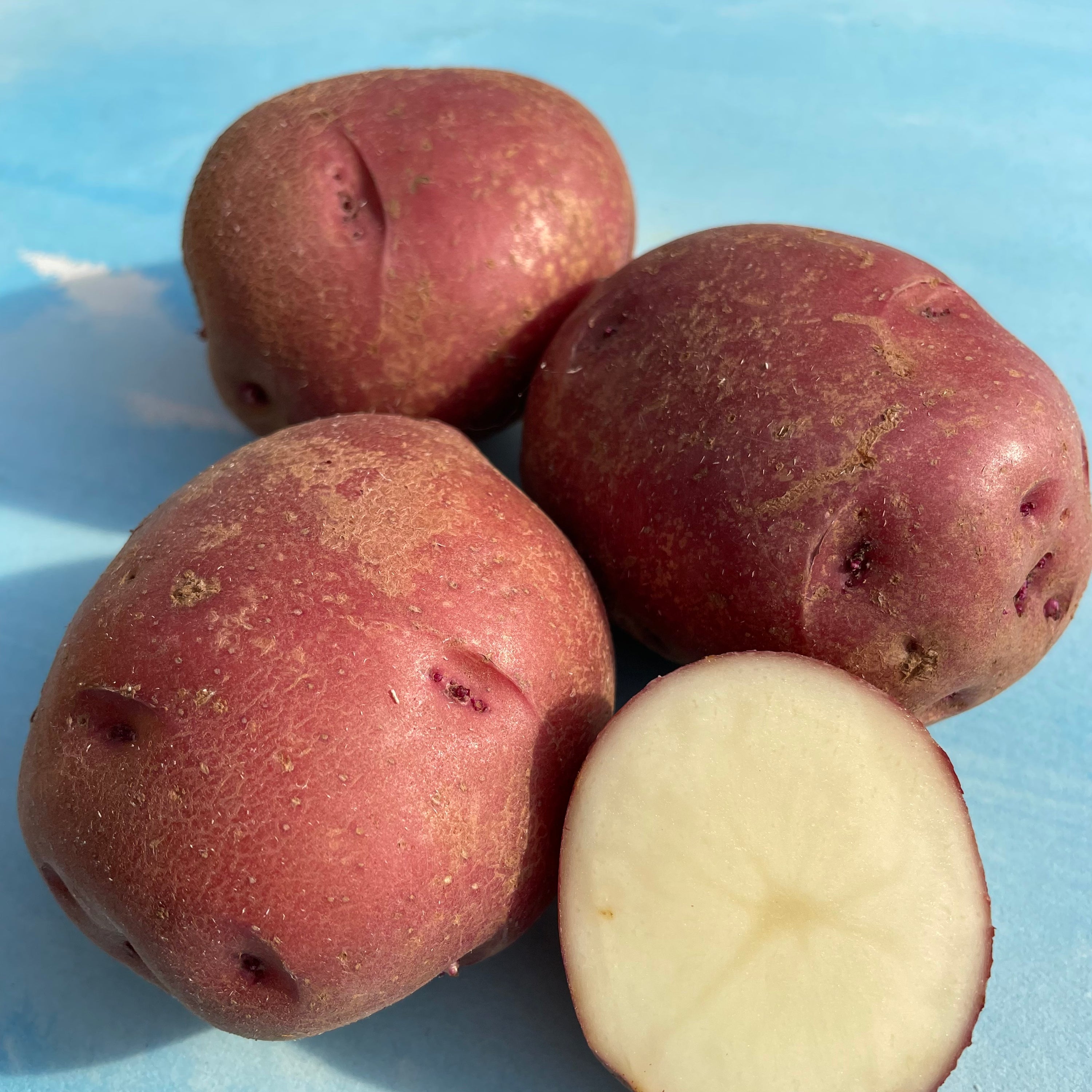 Dark Red Norland Potato Organic Tubers – Hudson Valley Seed Company