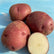 Dark Red Norland Potato Organic Tubers – Hudson Valley Seed Company