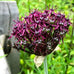 Allium atropurpureum Fall-Planted Flower Bulbs – Hudson Valley Seed Company