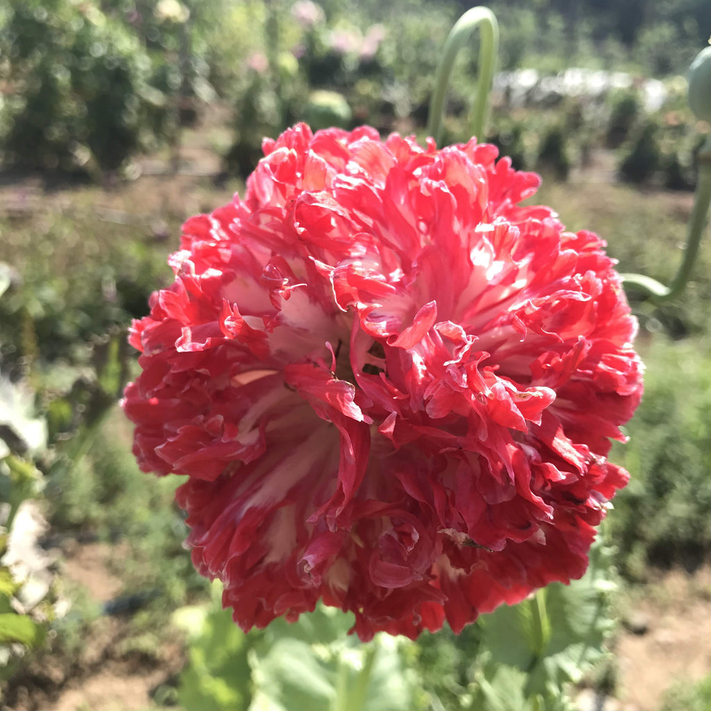 Antique Flemish Poppy Organic Seeds – Hudson Valley Seed Company