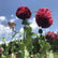 Antique Flemish Poppy Organic Seeds – Hudson Valley Seed Company