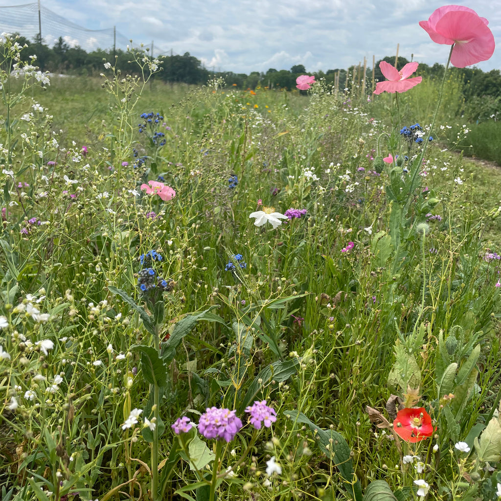 Shady Wildflower Meadow Seed Mix – Hudson Valley Seed Company