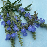 Blue Sage Seeds – Hudson Valley Seed Company
