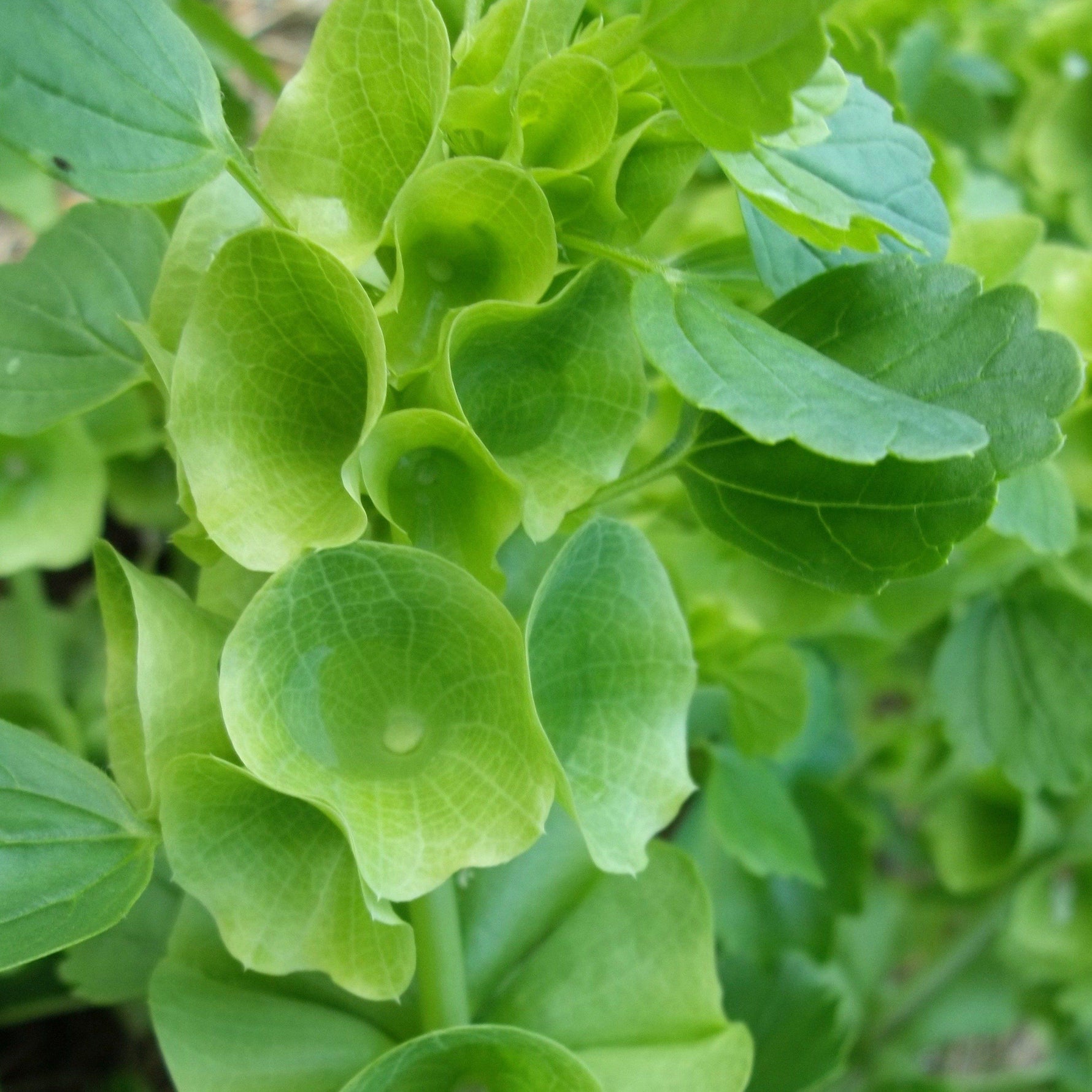 Pixie Bells of Ireland Seeds – Hudson Valley Seed Company