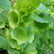 Pixie Bells of Ireland Seeds – Hudson Valley Seed Company
