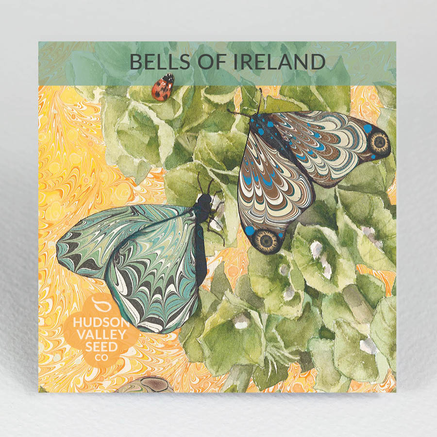 Pixie Bells of Ireland Seeds – Hudson Valley Seed Company