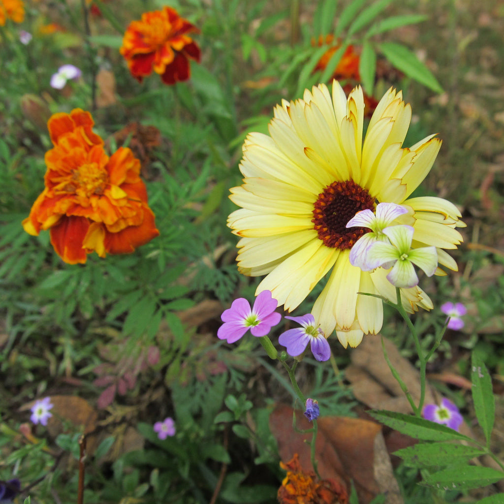 Bird Lover's Wildflower Seed Mix – Hudson Valley Seed Company