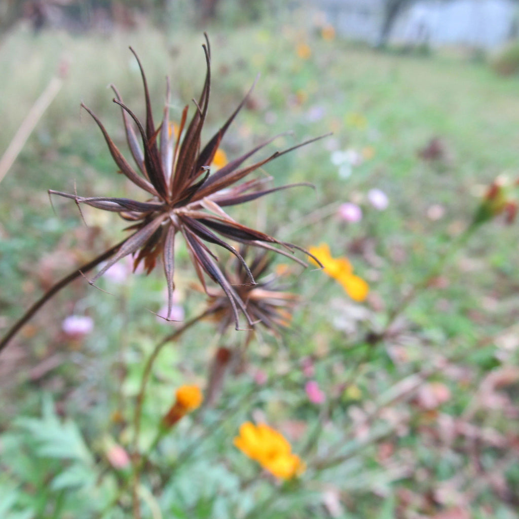 Bird Lover's Wildflower Seed Mix – Hudson Valley Seed Company