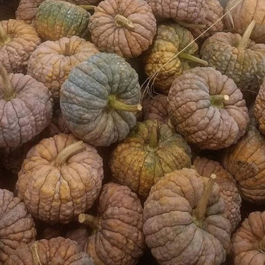 Black Futsu Squash Seeds – Hudson Valley Seed Company