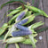 Blue Jade Dwarf Sweet Corn Organic Seeds – Hudson Valley Seed Company