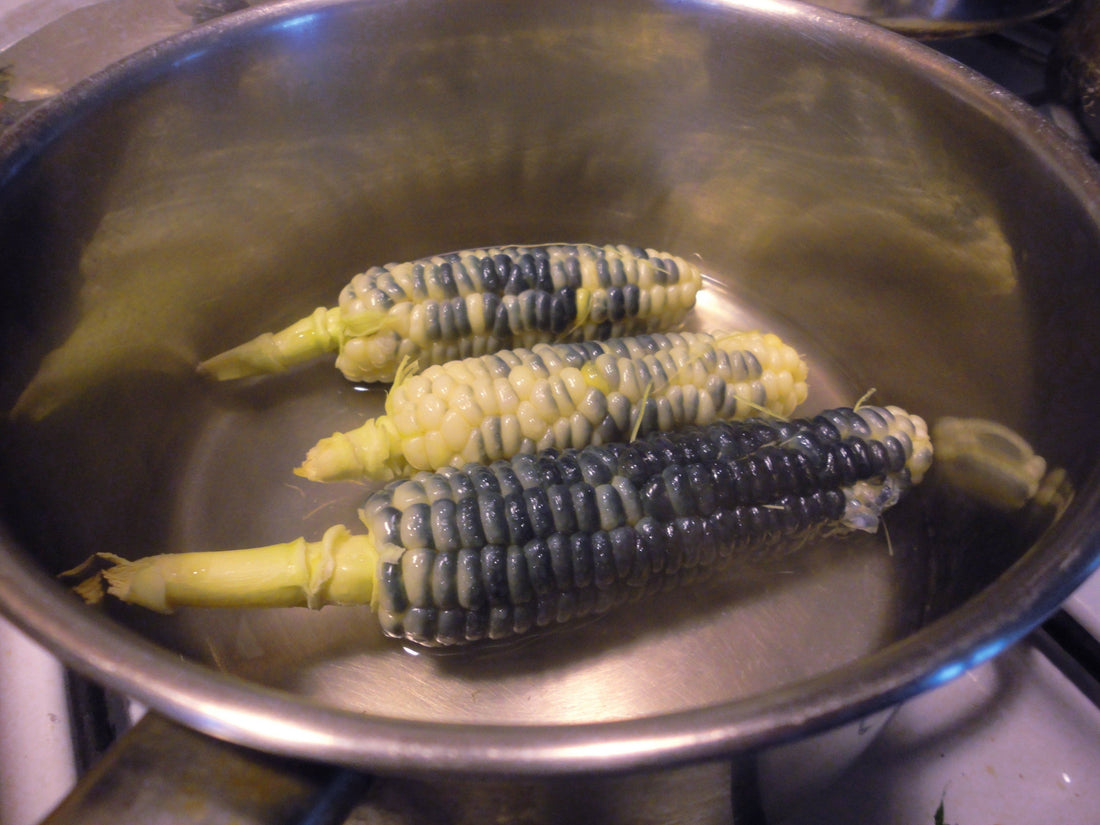 Blue Jade Dwarf Sweet Corn Organic Seeds – Hudson Valley Seed Company