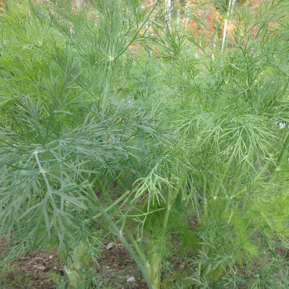 Dill – Hudson Valley Seed Company
