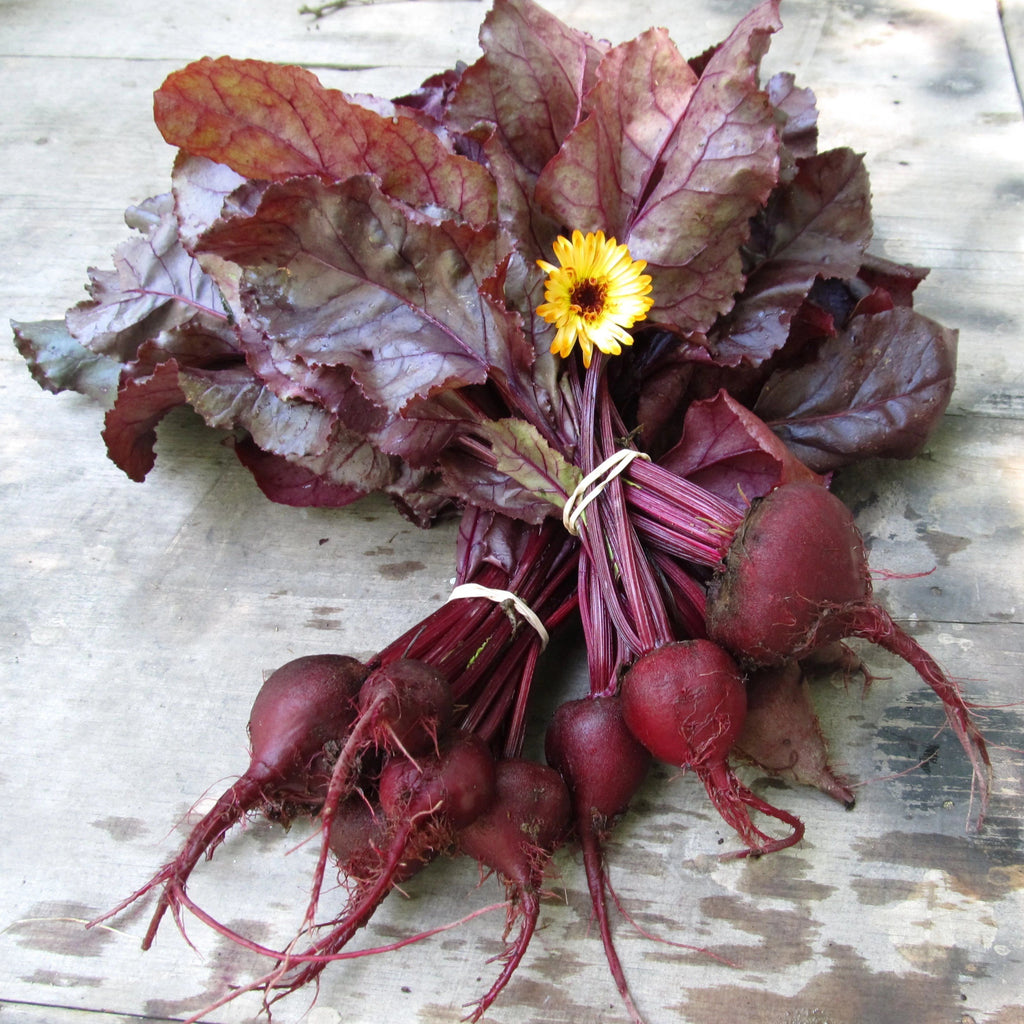 Bulls Blood Beet Organic Seeds – Hudson Valley Seed Company
