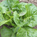 Buttercrunch Bibb Lettuce Organic Seeds – Hudson Valley Seed Company