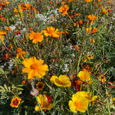 Colorscape Garden Flower Seed Mix – Hudson Valley Seed Company