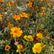 Colorscape Garden Flower Seed Mix – Hudson Valley Seed Company