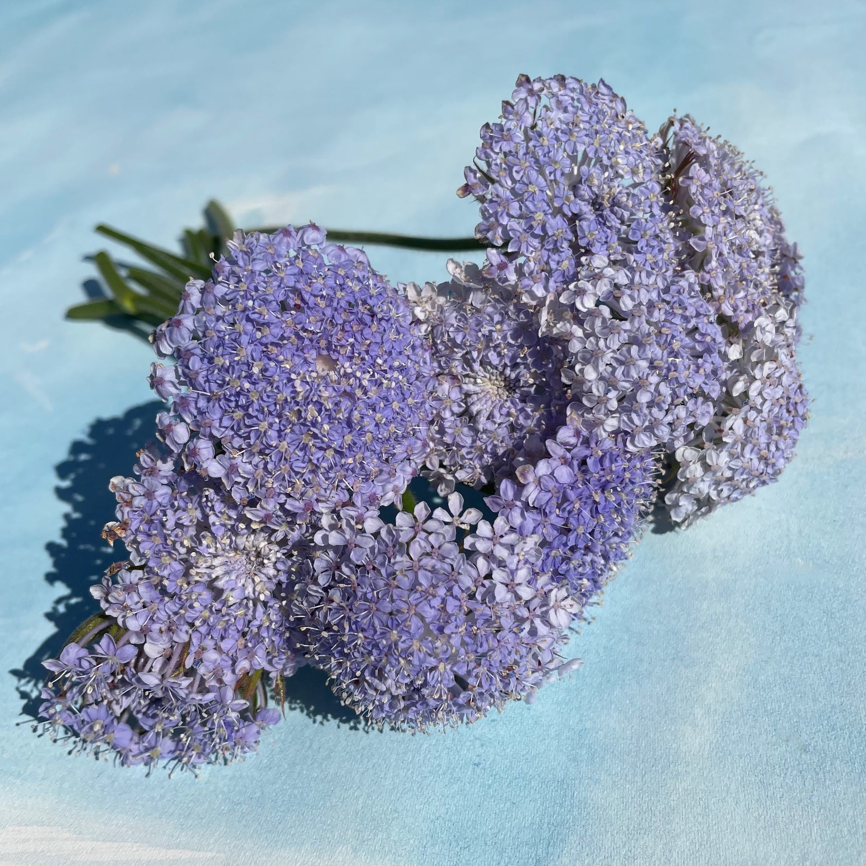 Didiscus Lace Flower Mix – Hudson Valley Seed Company