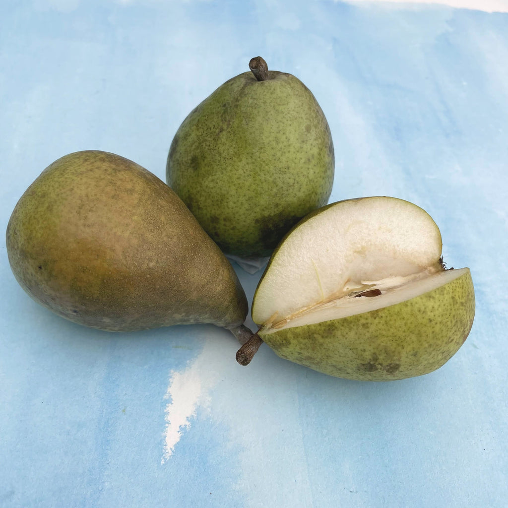 Anjou Pear Tree Organic – Hudson Valley Seed Company