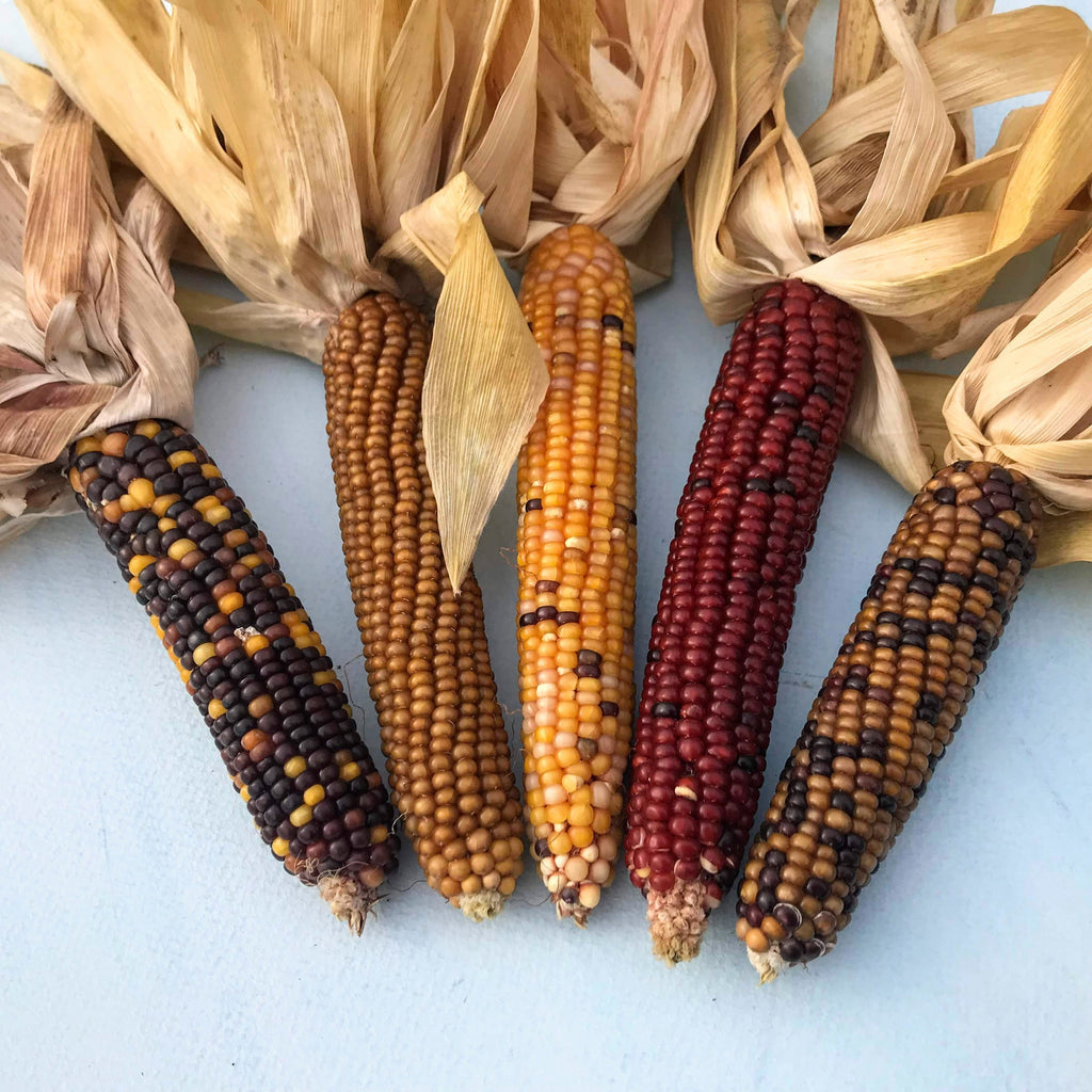 Calico Popcorn Seeds – Hudson Valley Seed Company