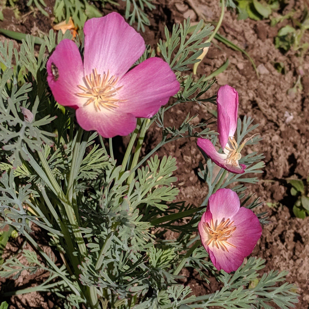 Carmine King California Poppy Seeds – Hudson Valley Seed Company