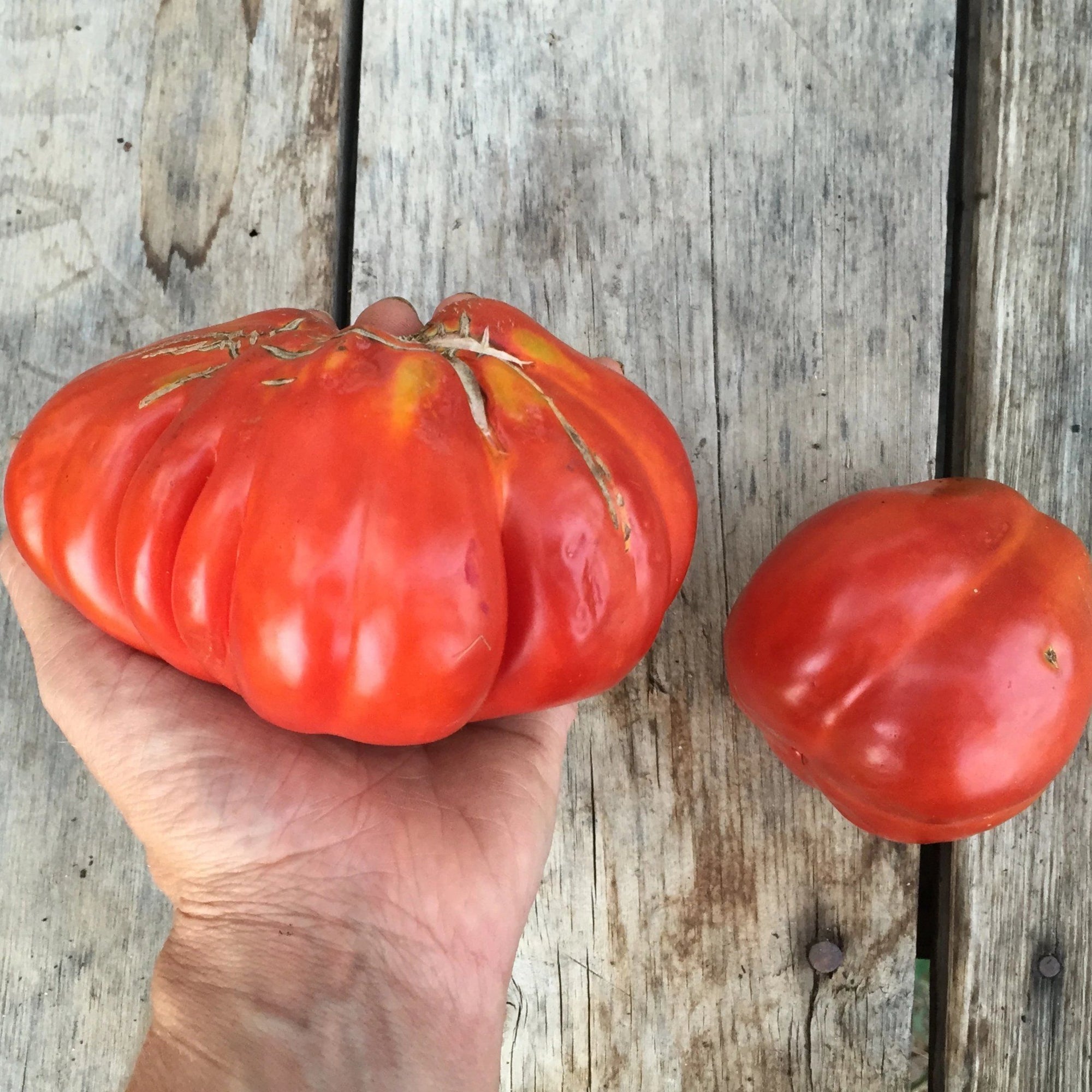 Cesare's Canestrino di Lucca Tomato Organic Seeds – Hudson Valley Seed ...