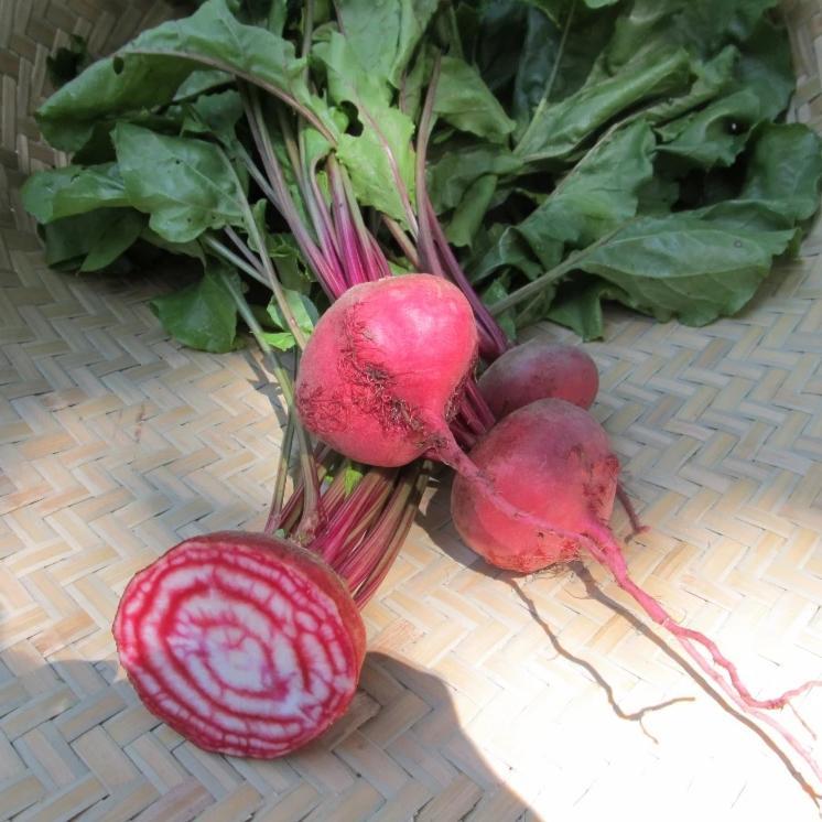 Beets – Hudson Valley Seed Company