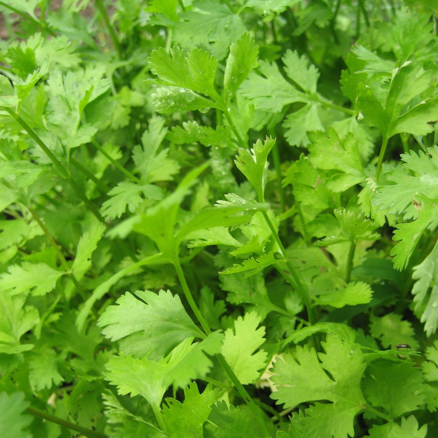 Cilantro / Coriander Organic Seeds – Hudson Valley Seed Company