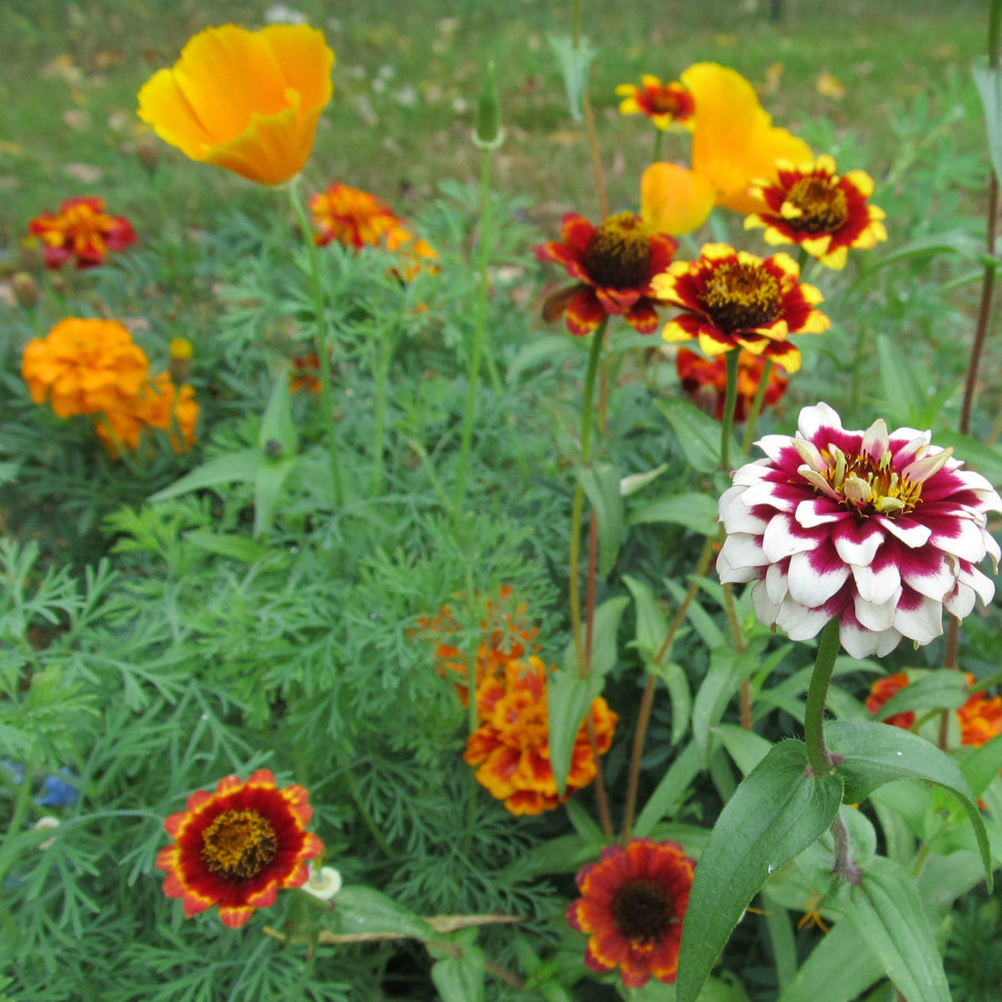Colorscape Garden Flower Seed Mix – Hudson Valley Seed Company