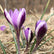 Crocus minimus "Spring Beauty" Fall-Planted Flower Bulbs – Hudson ...